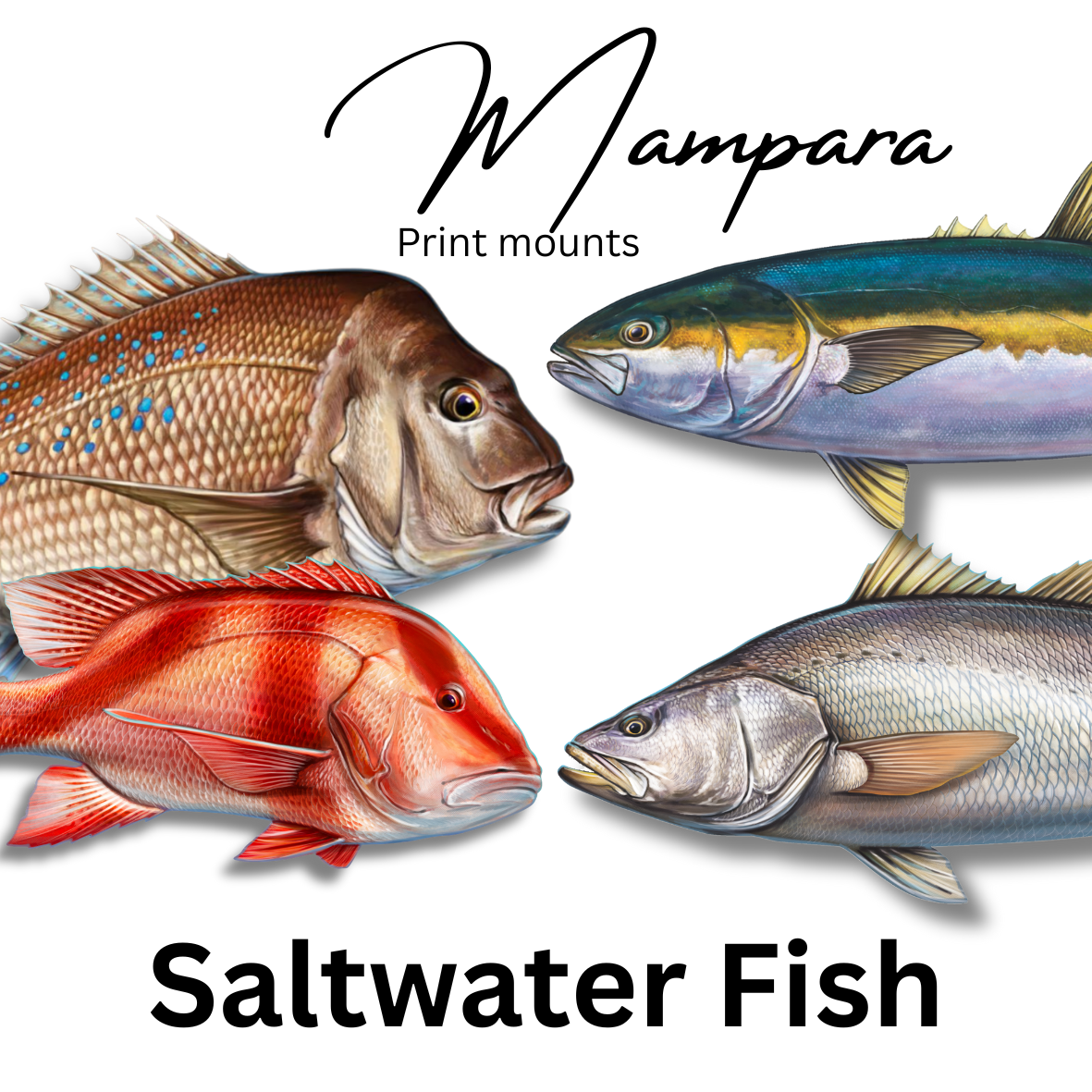 Saltwater Fish – Mampara .....Australian Print Mounts