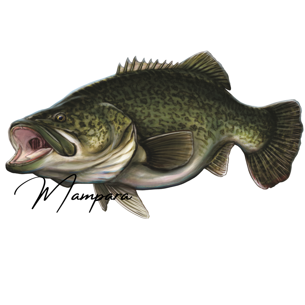 Murray Cod (Dark Cod) Print mount 100cm – Mampara .....Australian Print ...
